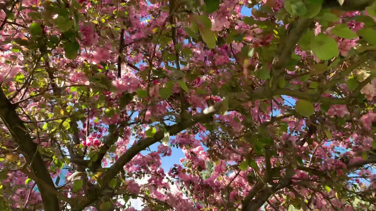 Spring Time - YouTube