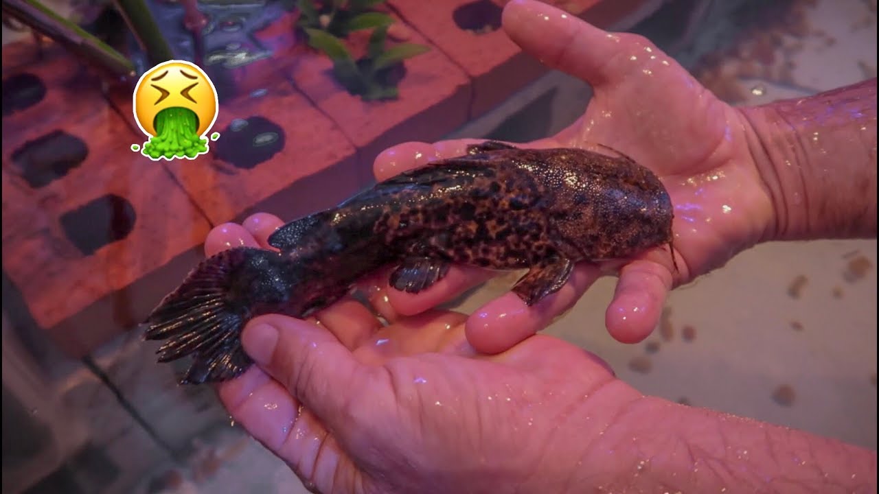 The WEIRDEST Fish ive EVER seen.... - YouTube