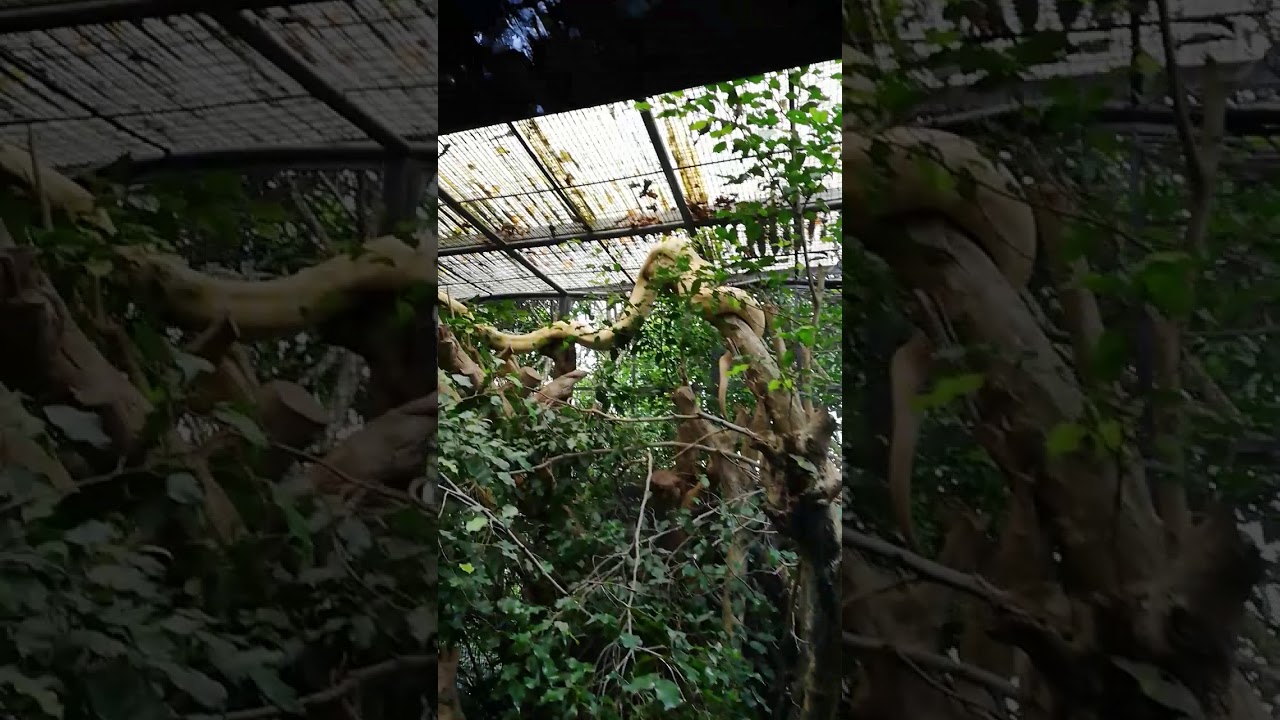 Snake at Cebu Safari and Adventure Park - YouTube