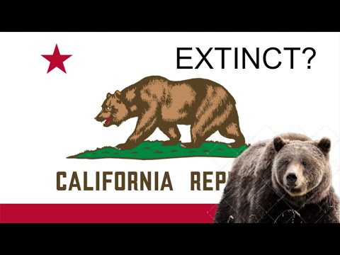 Californian Grizzly Bear: Extinction Of The Biggest Land Predator In ...