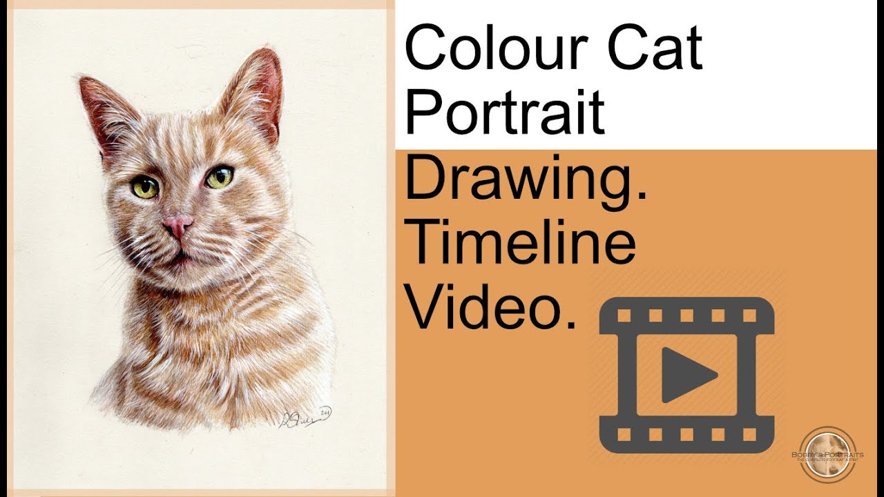 Cat Portrait Drawing - Timeline Video - YouTube