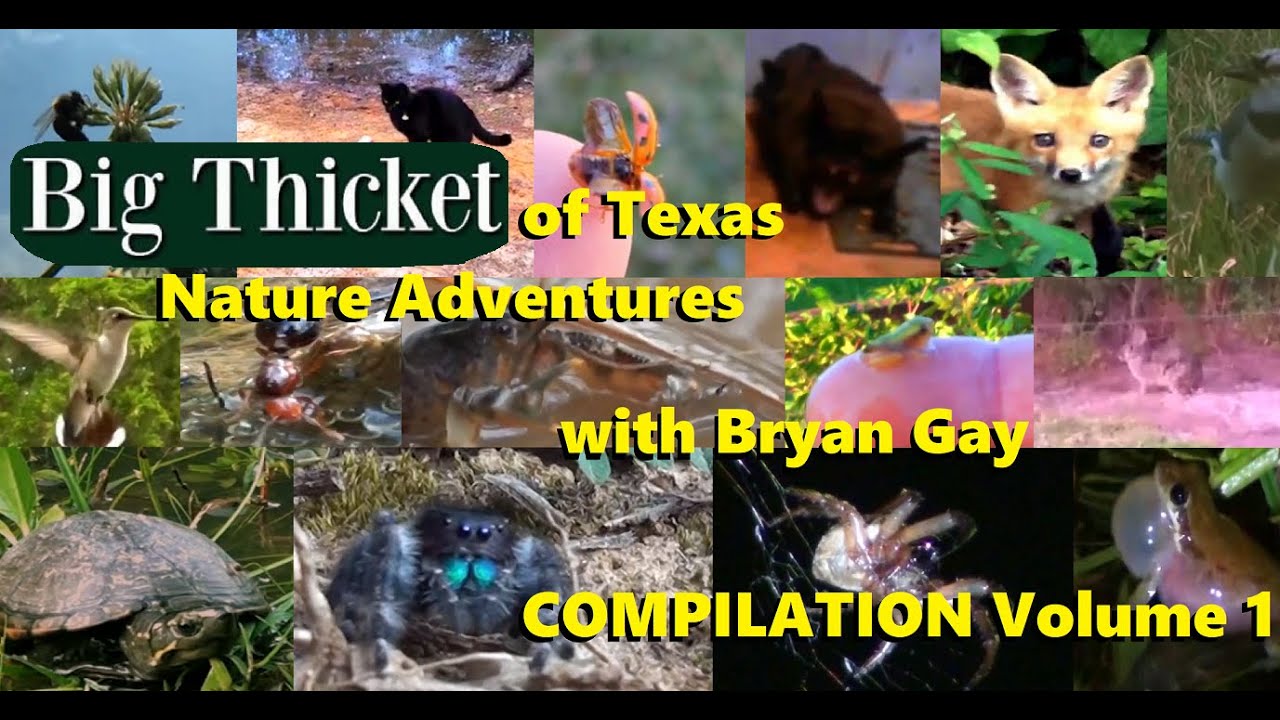 Big Thicket of Texas Nature Adventures with Bryan Gay | Compilation ...
