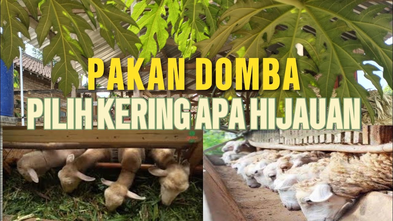 PAKAN TERNAK DOMBA 🐑 pilih pakan kering atau hijauan😎💯 - YouTube