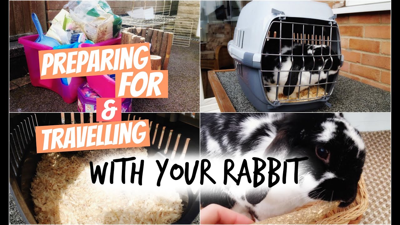 Preparing For & Travelling With Your Rabbit | RosieBunneh - YouTube
