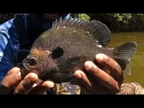 The Bluegill Extravaganza “We Put a Hurting On’em” Over 200 Big ...