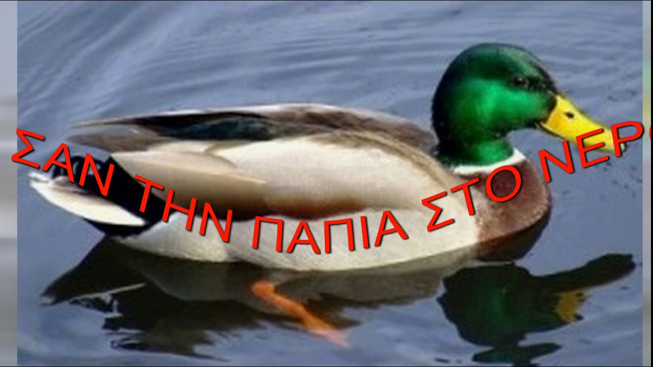 ΜΕΝΕΞΕΔΕΣ ΚΑΙ ΖΟΥΜΠΟΥΛΙΑ. Ν 3. ΑΚΑΠΕΛΛΑ ΝΙΚΟΣ ΝΙΚΟΛΑΟΥ . - YouTube