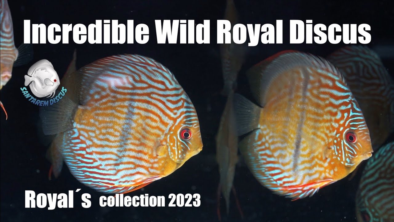Incredible Wild Royal Discus see in 4K is santaremdiscusplus.com - YouTube