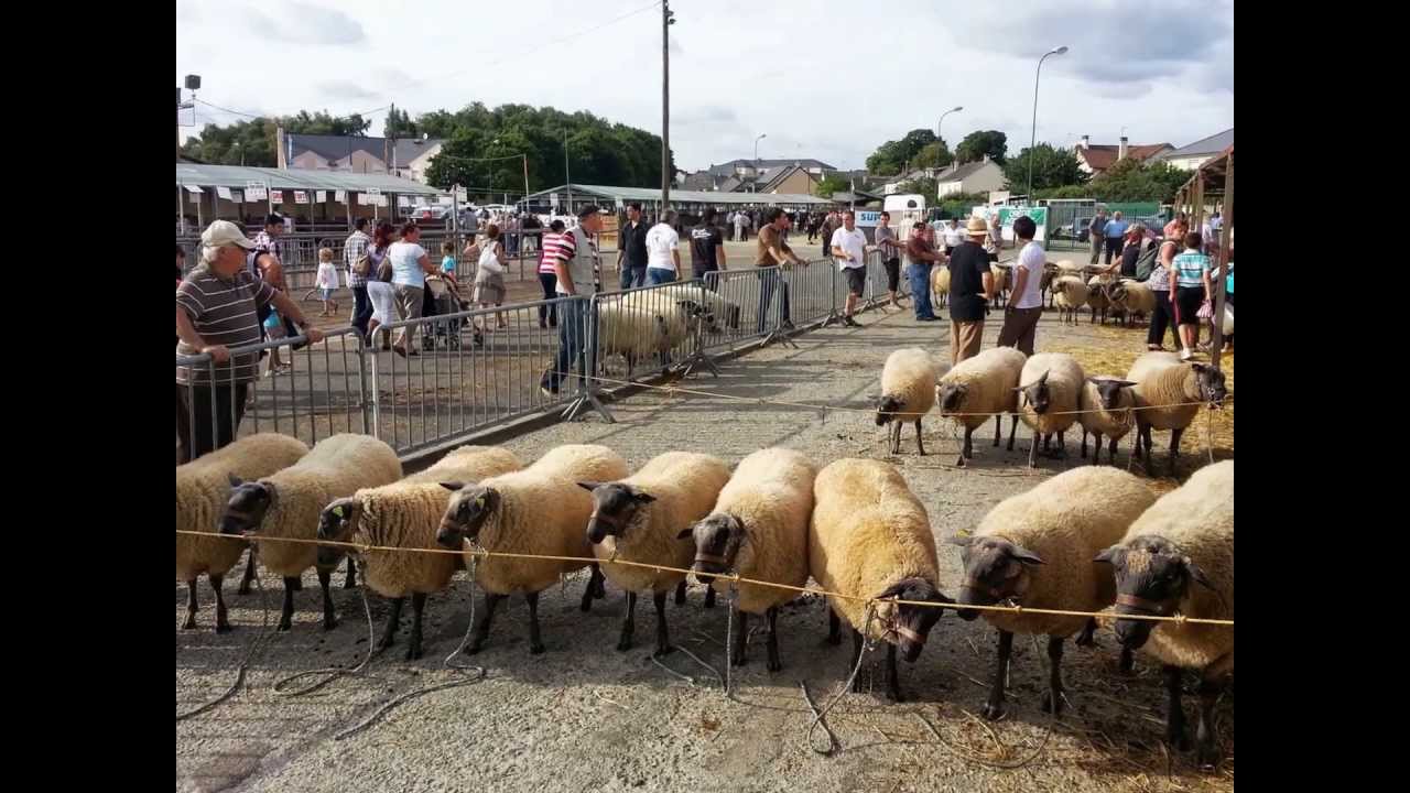 Mouton Bleu du Maine - YouTube
