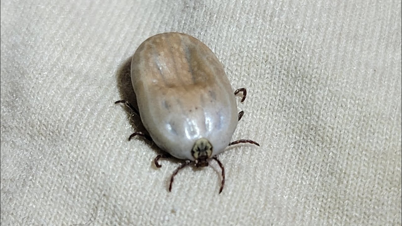 How to Remove Tick From Dog Part 1 - YouTube