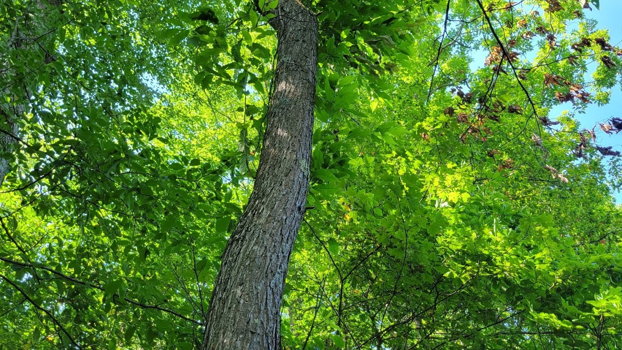 I found a LIVE American Chestnut tree! - YouTube