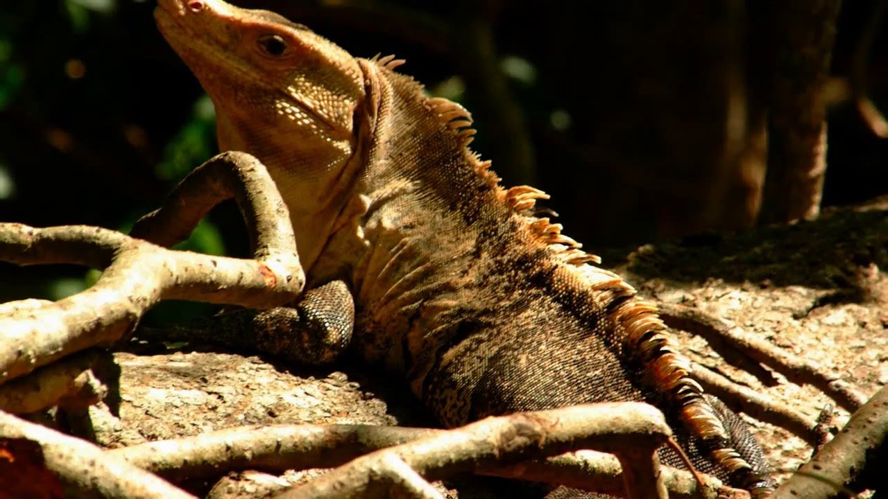 Exotic Jungle Animals Plants Flora Fauna Nature World by BK Bazhe.com ...