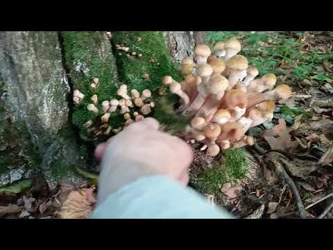 Опеньки біля с. Майдан .8 вересня 2021 р. mushroos