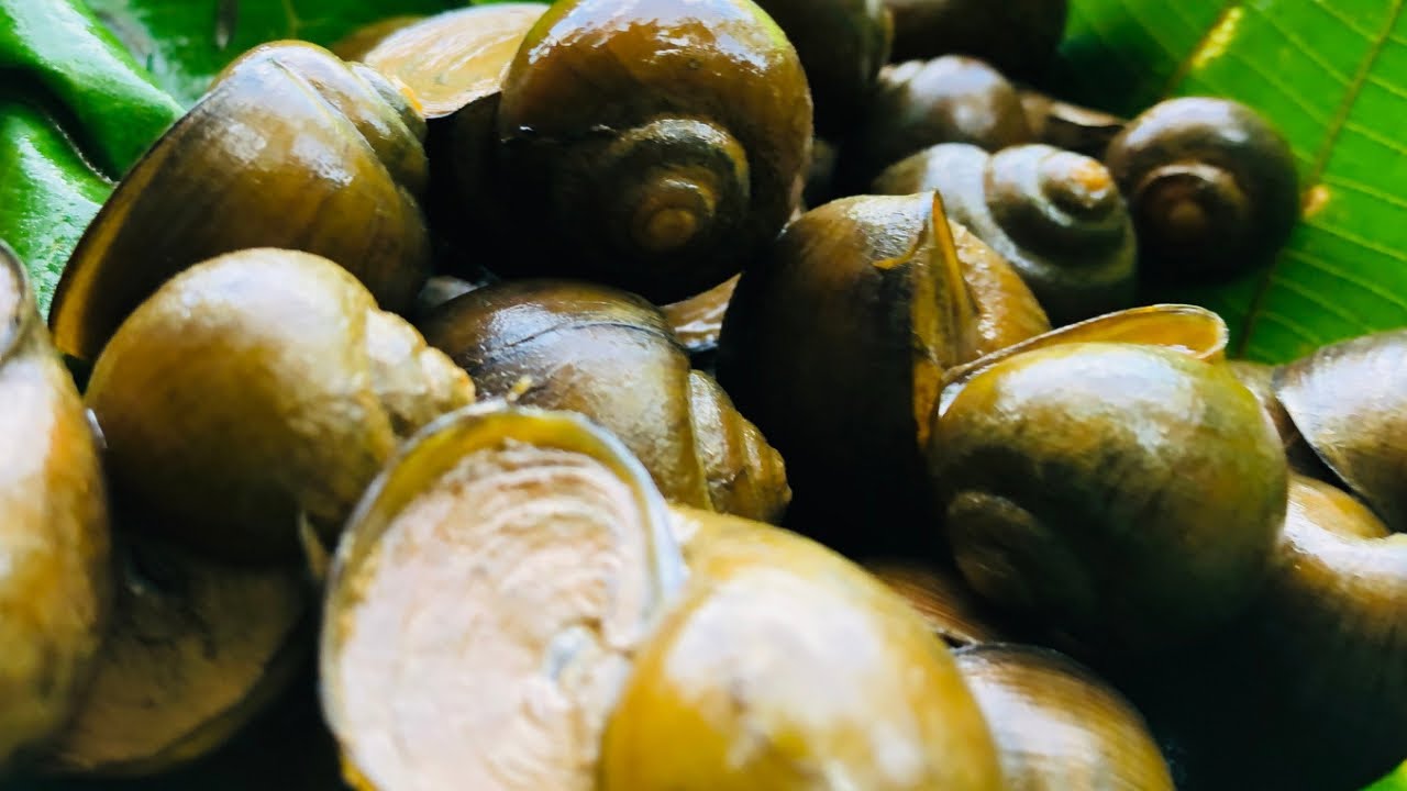 Catching snails in the rice fields and cooking | #asru_thadikkaran ...