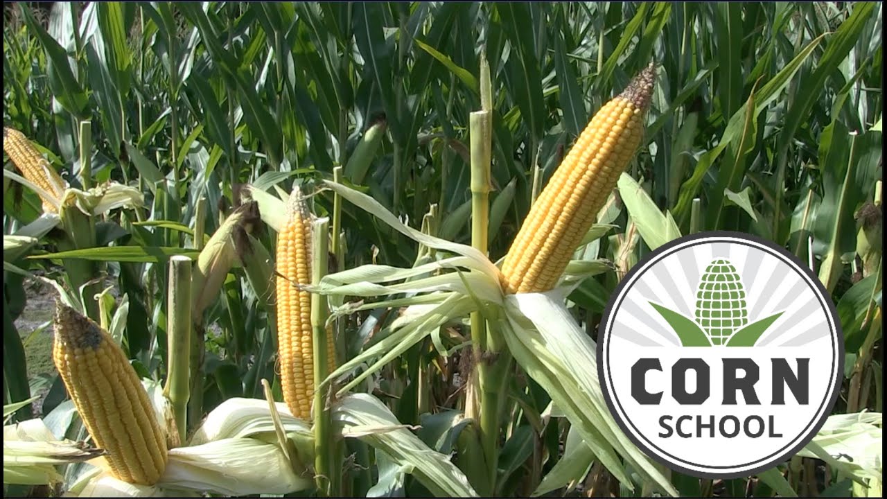Corn School: Managing manure while dealing with corn rootworm ...