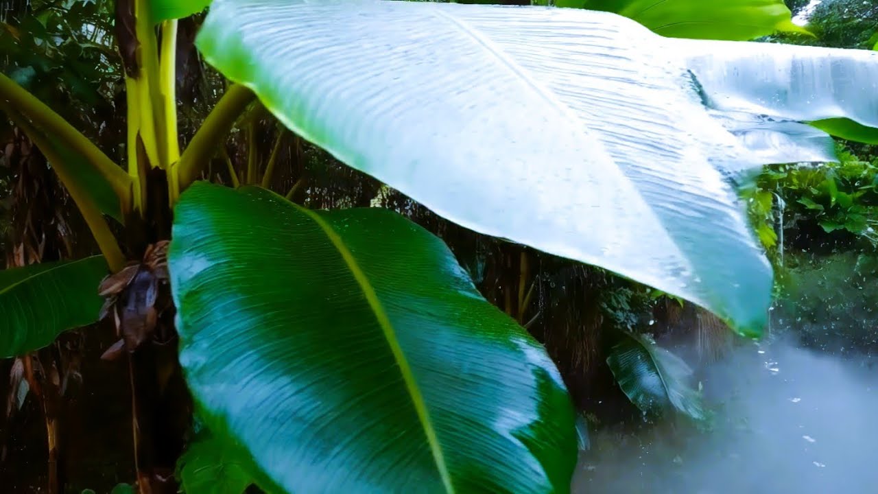 Burst of Feelings | Some Peace & Some Sorrows - YouTube