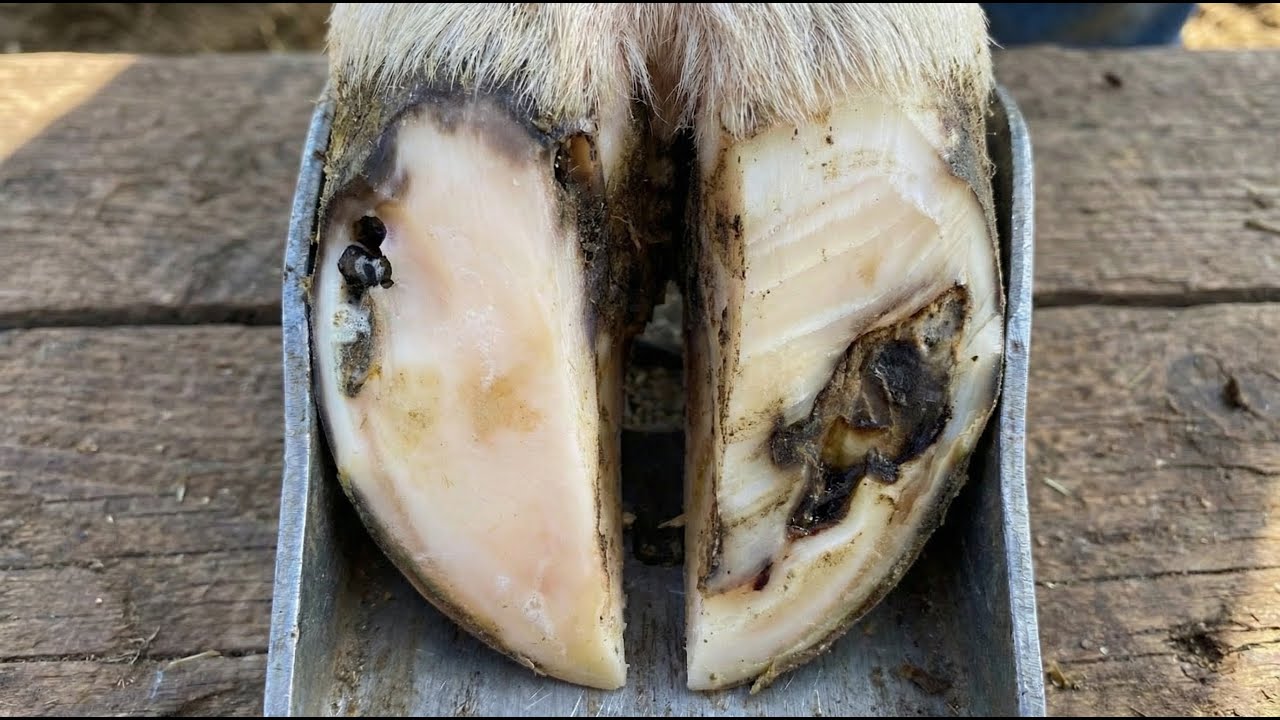 A RIVER Of ROCKS Flow From This Hoof - YouTube