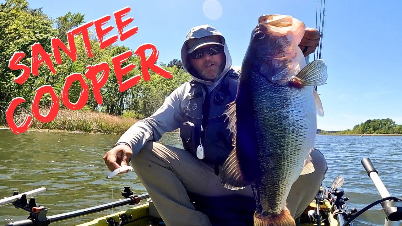Caught a Giant | Late Spawn Tournament on Santee Cooper - YouTube