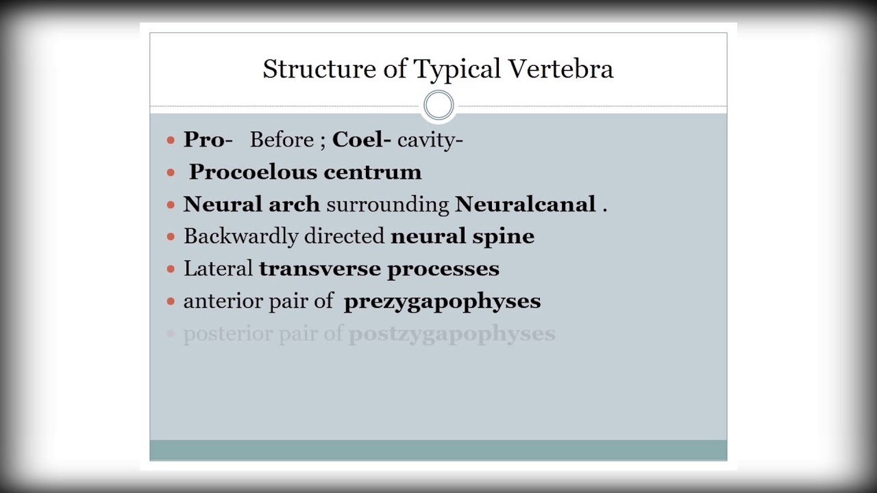 Frog – Typical Vertebrae - YouTube