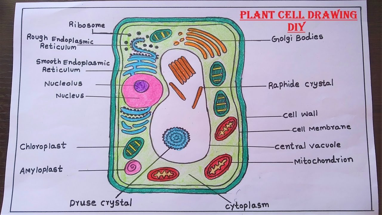 plant cell drawing - easy and simple way - step by step | science ...