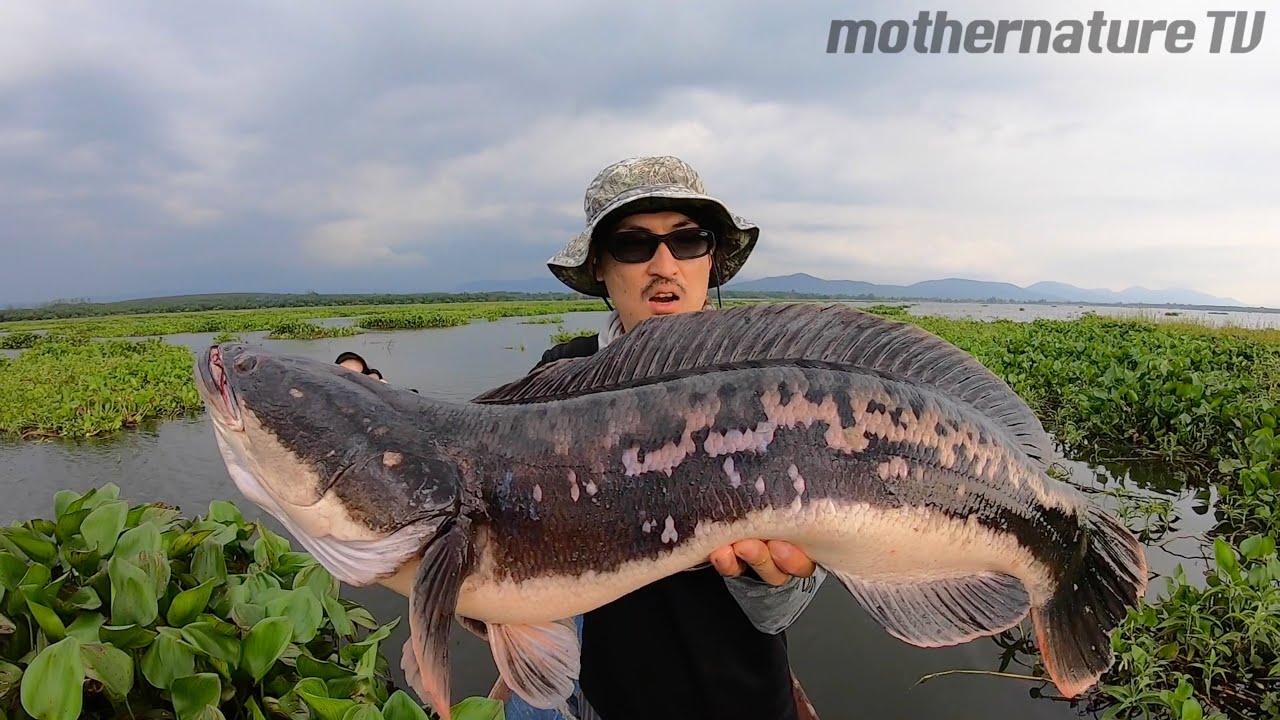 Epic Battle with Giant Snakehead in Thailand - YouTube