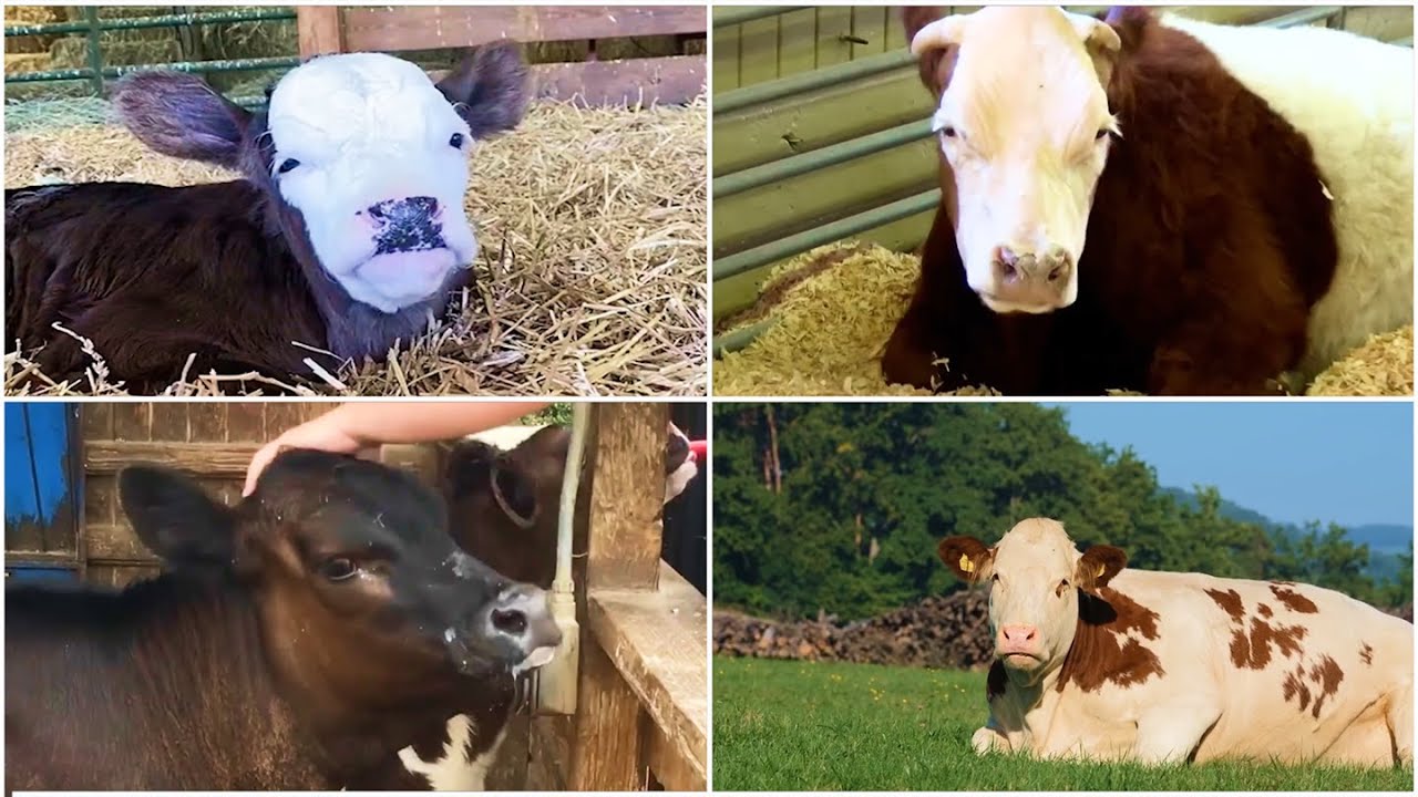 Lady Moo Moo Belle 👒🐄💖Buttercup the Moo Princess 🌼🐮👸 - YouTube