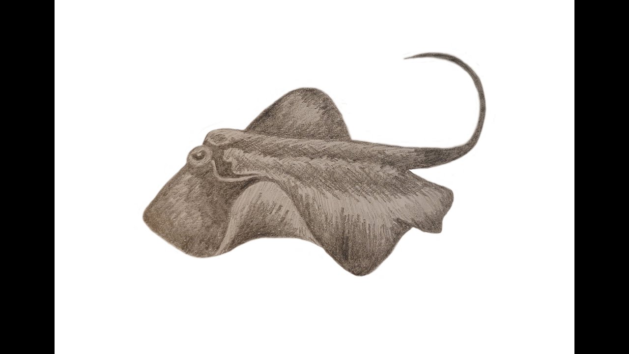 How to draw a Stingray step by step - YouTube