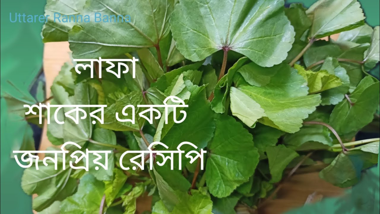 শীতকালের একটি শাক যেটা খেতে অসাধারণ লাগে // লাফা শাকের রেসিপি// Lafa ...