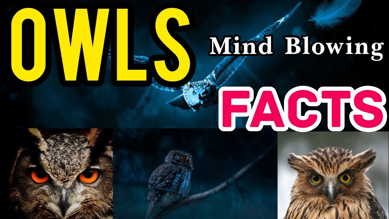 Owls Mind Blowing Factspedia | Owls Amazing Factspedia | Owls Secret ...