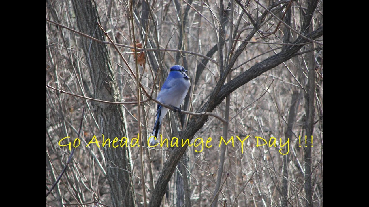 Blue Jay Rising * Near Death Experience * Natures Challenges - YouTube
