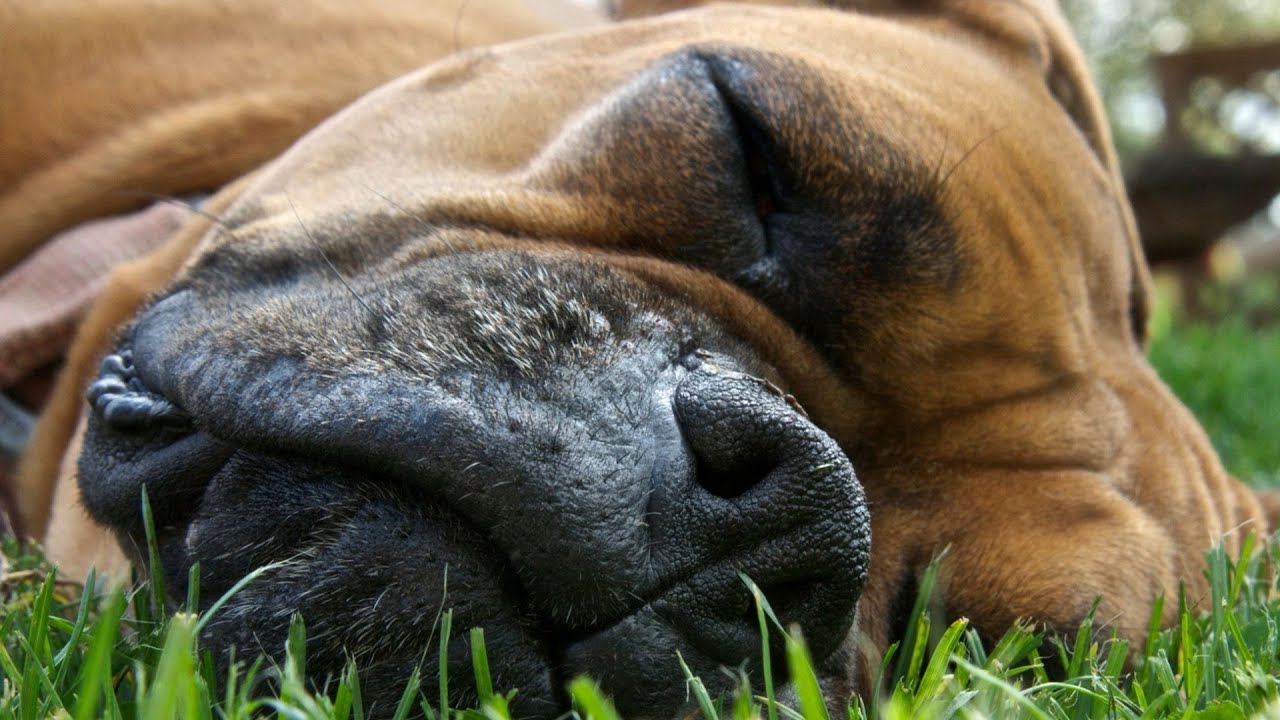 Boxer Dogs & Senior Care - Is Your Pet Aging Well? - YouTube