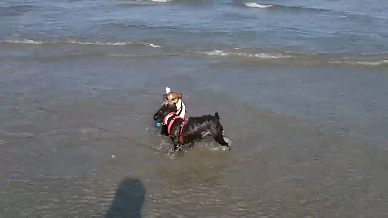 DAY AT BEACH PART 3, ANGIE JACK AND JAZZY, - YouTube