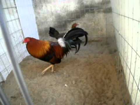 gallos finos 5 leones "pollo hatch yellow leg" - YouTube