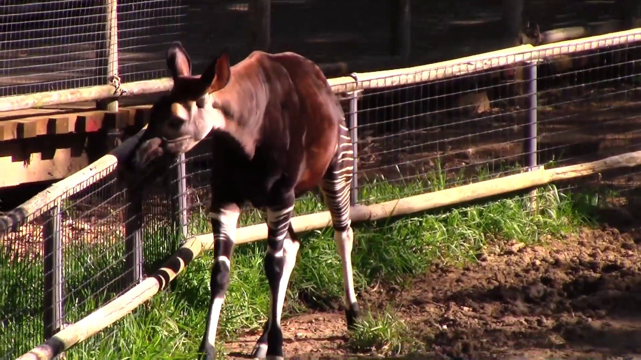 Okapi at San Diego Zoo's Safari Park 5/28/17 - YouTube