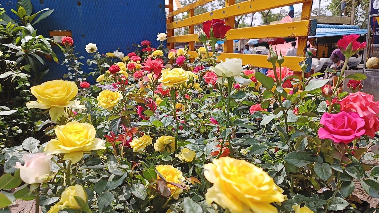 Bangalore Rose Collection / all Colours Rose A1 Nursery Garden - YouTube