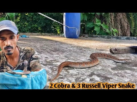 2 Cobra & 3 Russell Viper snake packing | Bengali snake video| সাপের ...