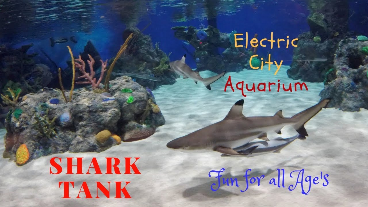 Scranton Electric City Aquarium and Reptile Den - Shark Tank - YouTube