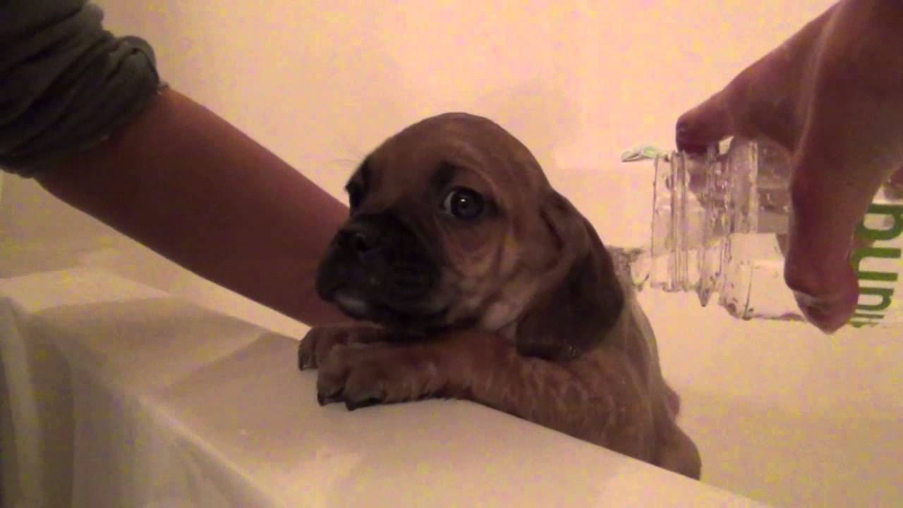 Tucci's 1st Tubby - Cute Puggle Puppy - YouTube