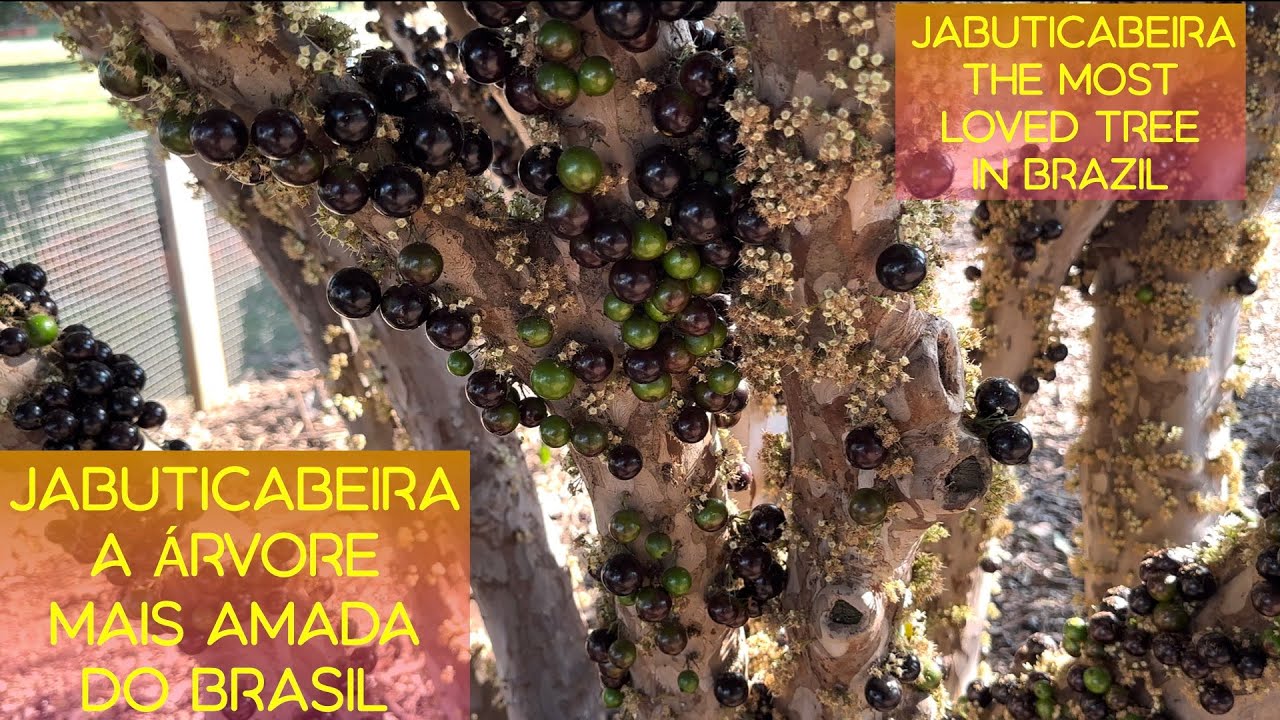 JABUTICABEIRA a Árvore Mais Amada do Brasil (The Most Loved Tree in Brazil) - YouTube