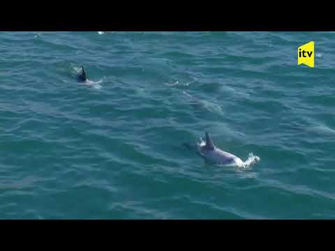 Çilidə onlarla delfinin köçü müşahidə olundu