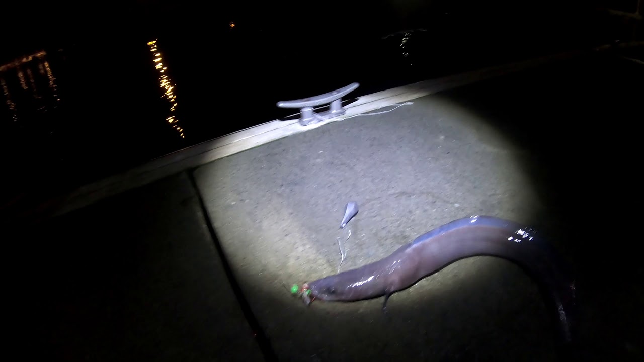 Catching An Eel, Night Fishing, Tauranga, NZ - YouTube