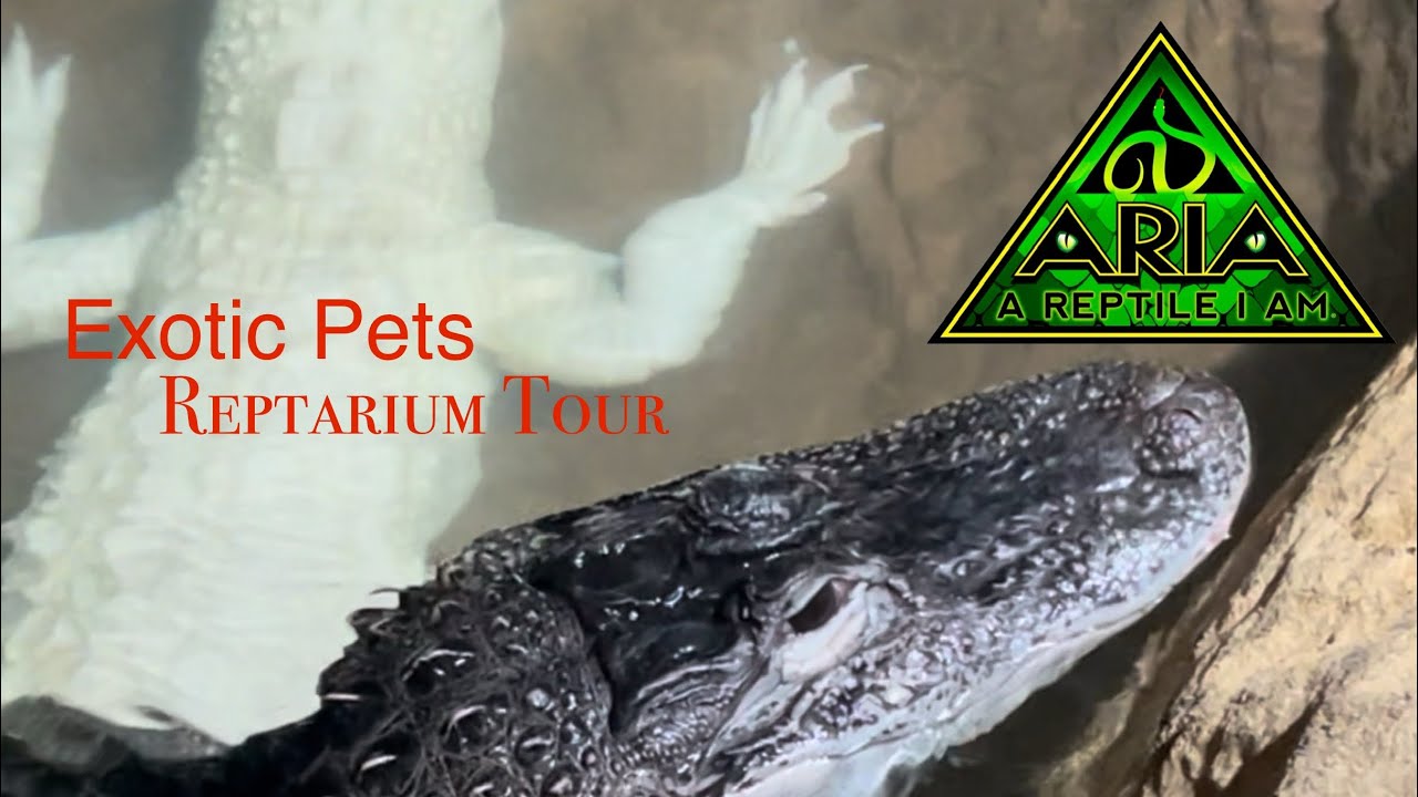 Reptarium Tour Albino American Alligator & Melanistic American ...