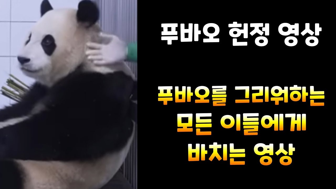 푸바오 마지막 고별 영상 강철원 사육사님 그동안 정말 고생 많으셨습니다 Youtube