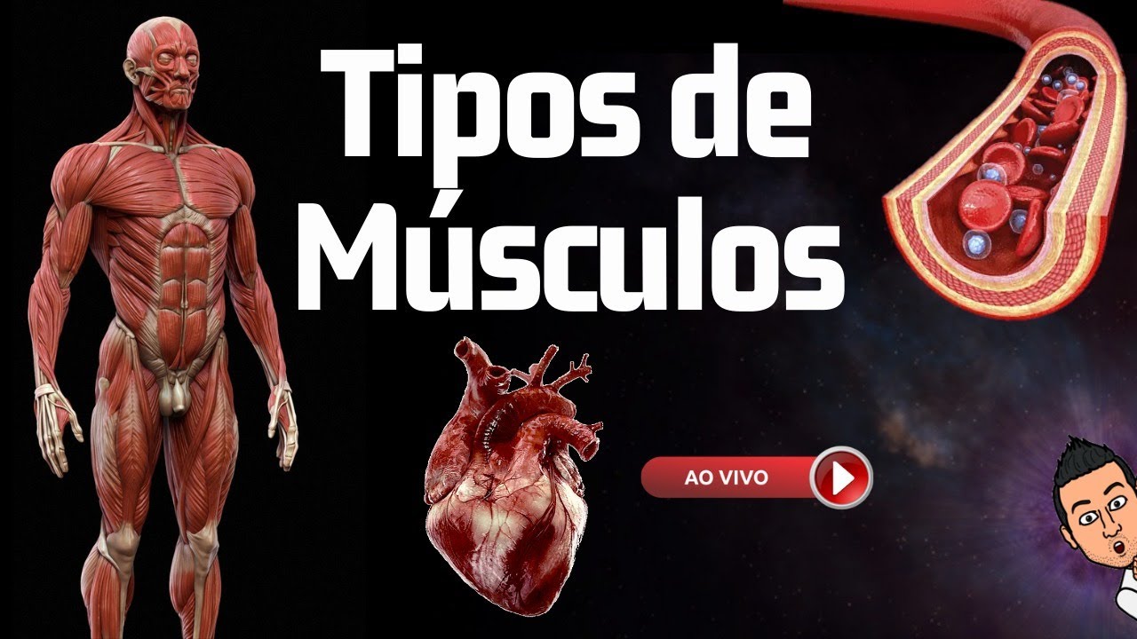 Sistema Muscular Tipos De Musculos Video Aula 06 Youtube Images