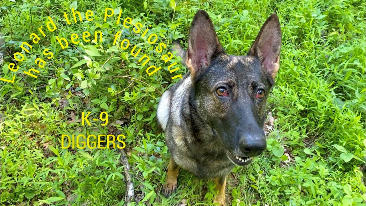 K-9 DIGGERS - YouTube