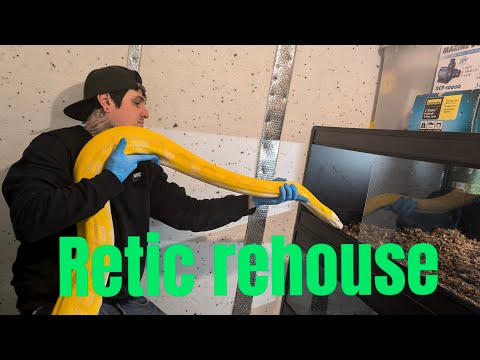 Rehousing my lavender suntiger reticulated python Banana split - YouTube