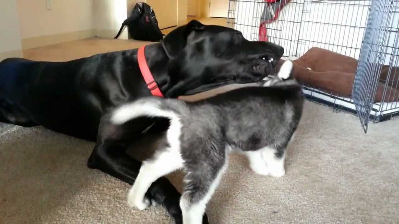 Husky Puppy attacks Great Dane Puppy - YouTube
