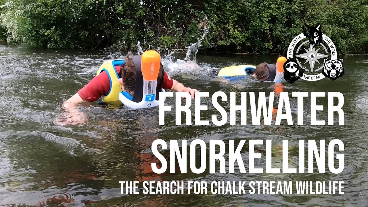 Freshwater Snorkelling - The search for chalk stream wildlife - YouTube