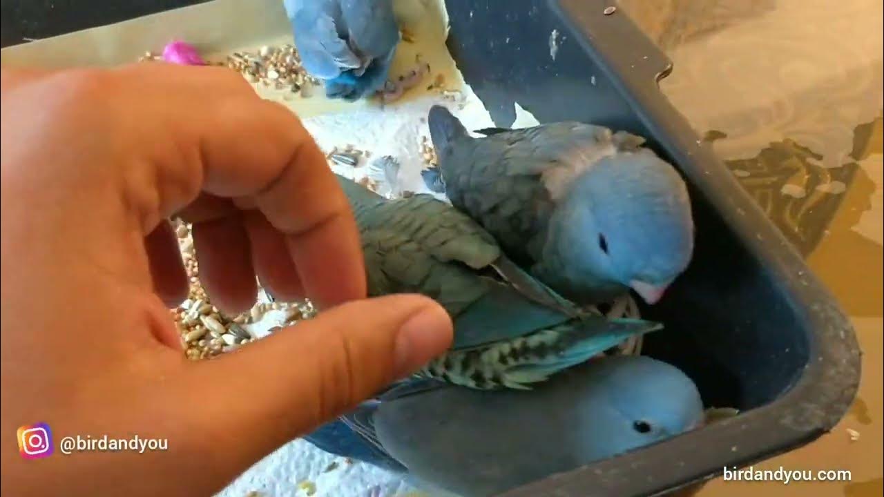 Évolution perruche catherine vs toui céleste- Part 2 - YouTube