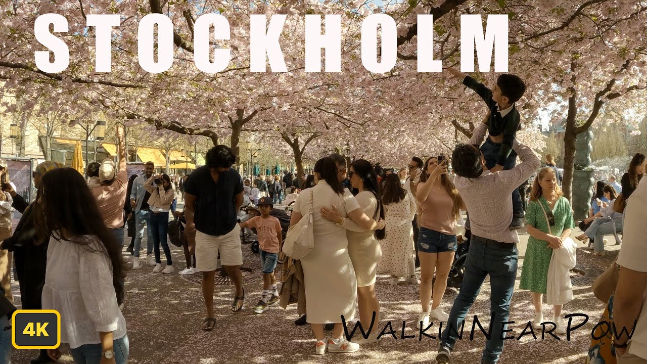 Stockholm , Sweden 4K - Spring in Stockholm - Cherry Blossom May /POV ...