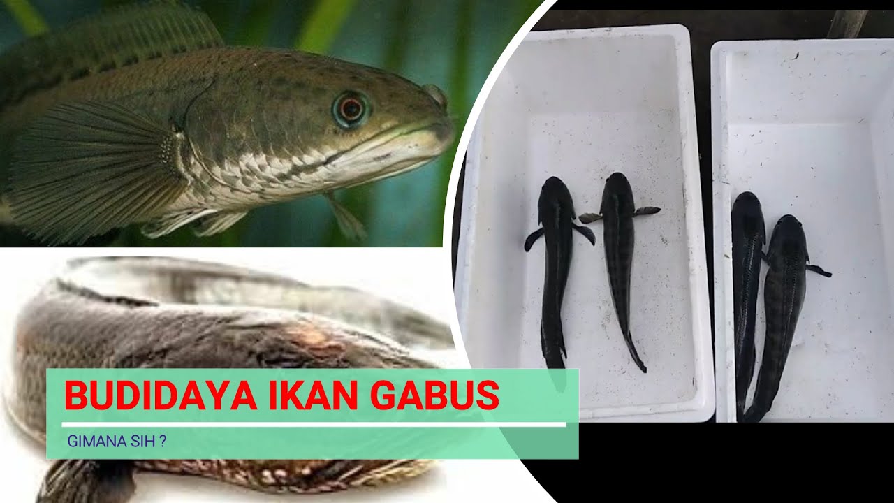 budidaya ikan gabus dikolam beton - lereng merapi - YouTube